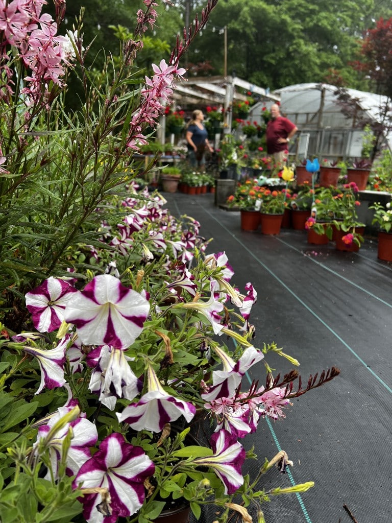 Special Sections Archives – Courier Herald Today